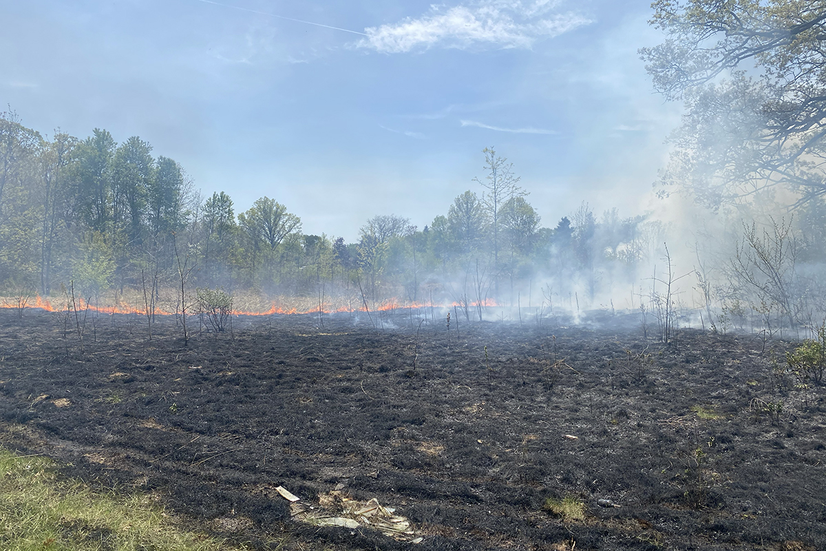 Why Detroit is setting parks on fire